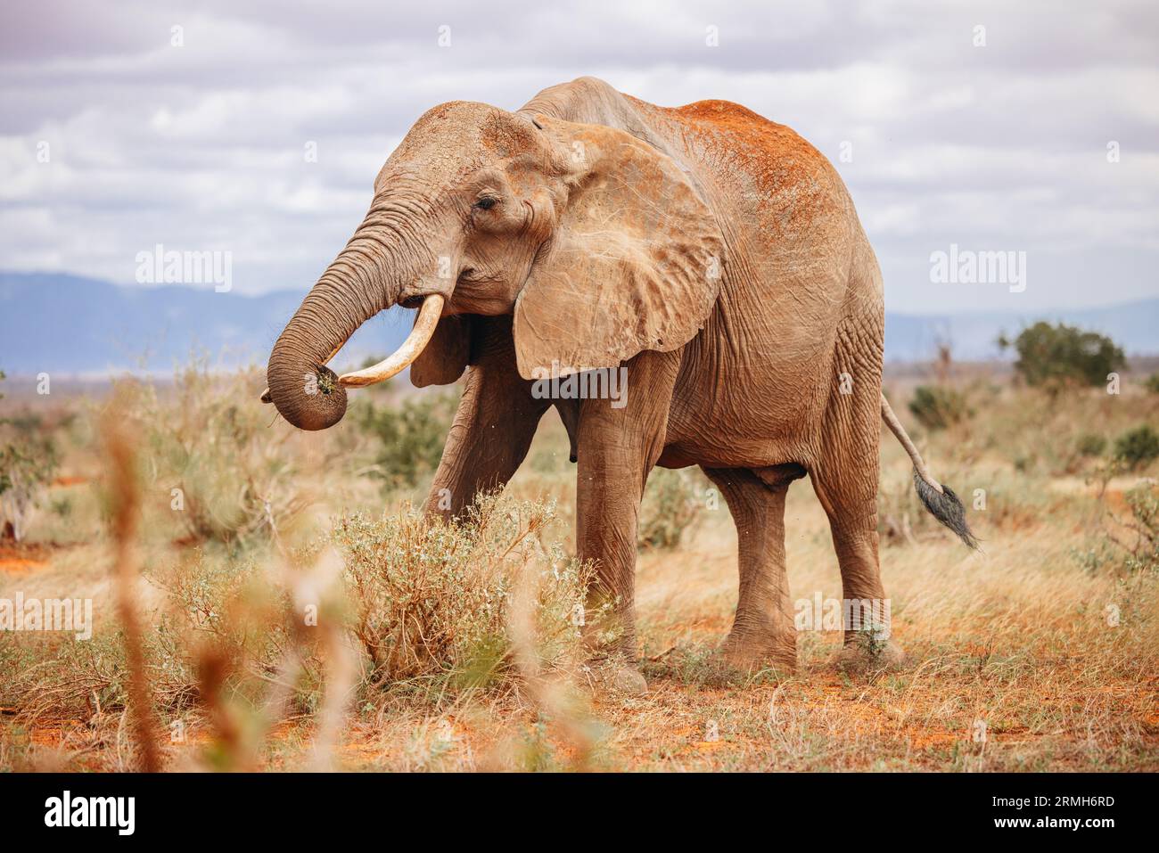 African elephant in wild nature of kenya Stock Photo - Alamy