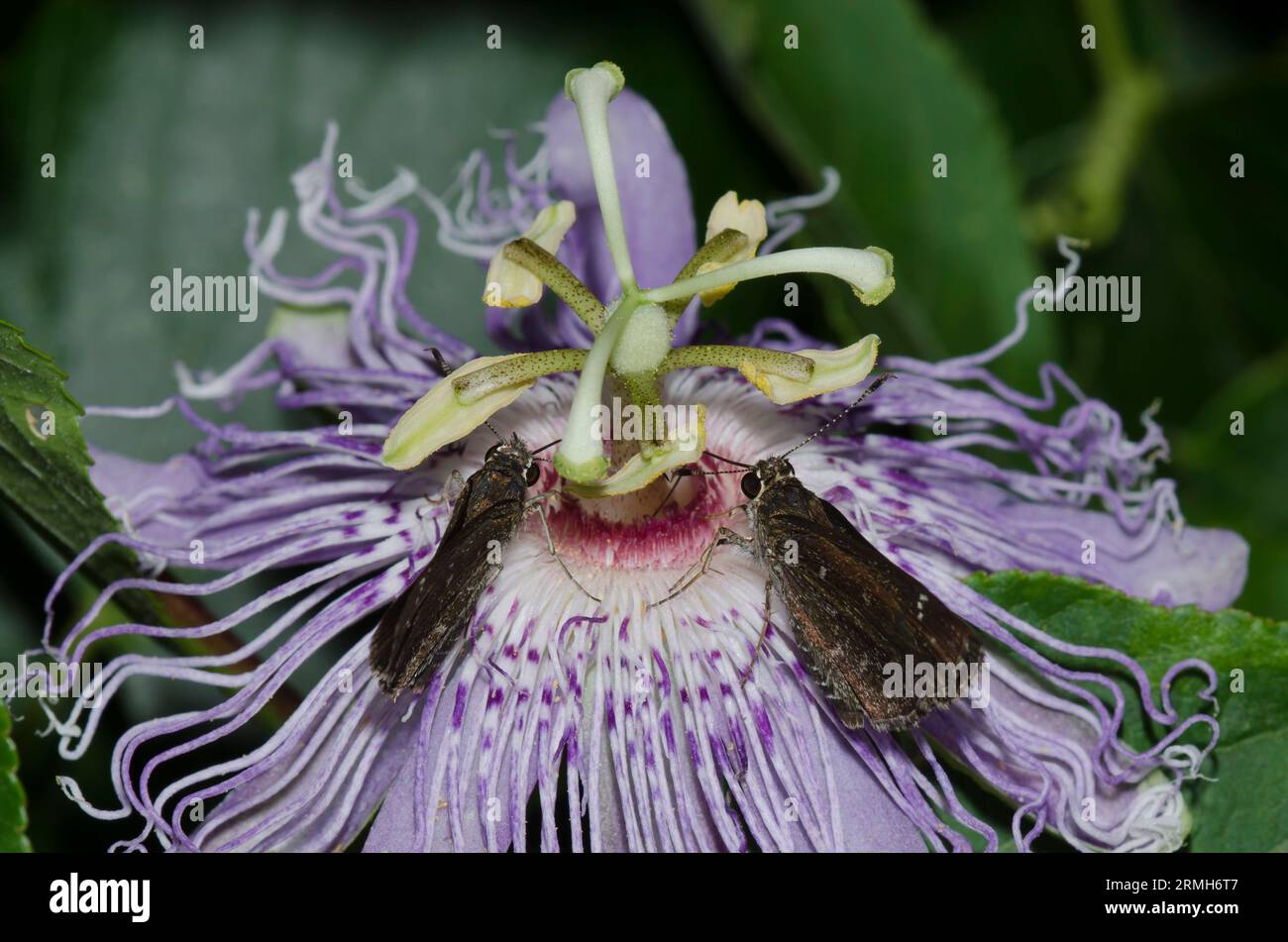Bells roadside skippers hi-res stock photography and images - Alamy