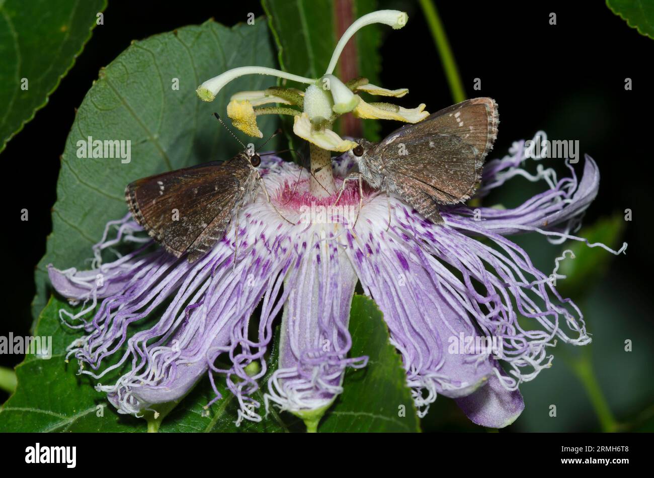 Bells roadside skippers hi-res stock photography and images - Alamy