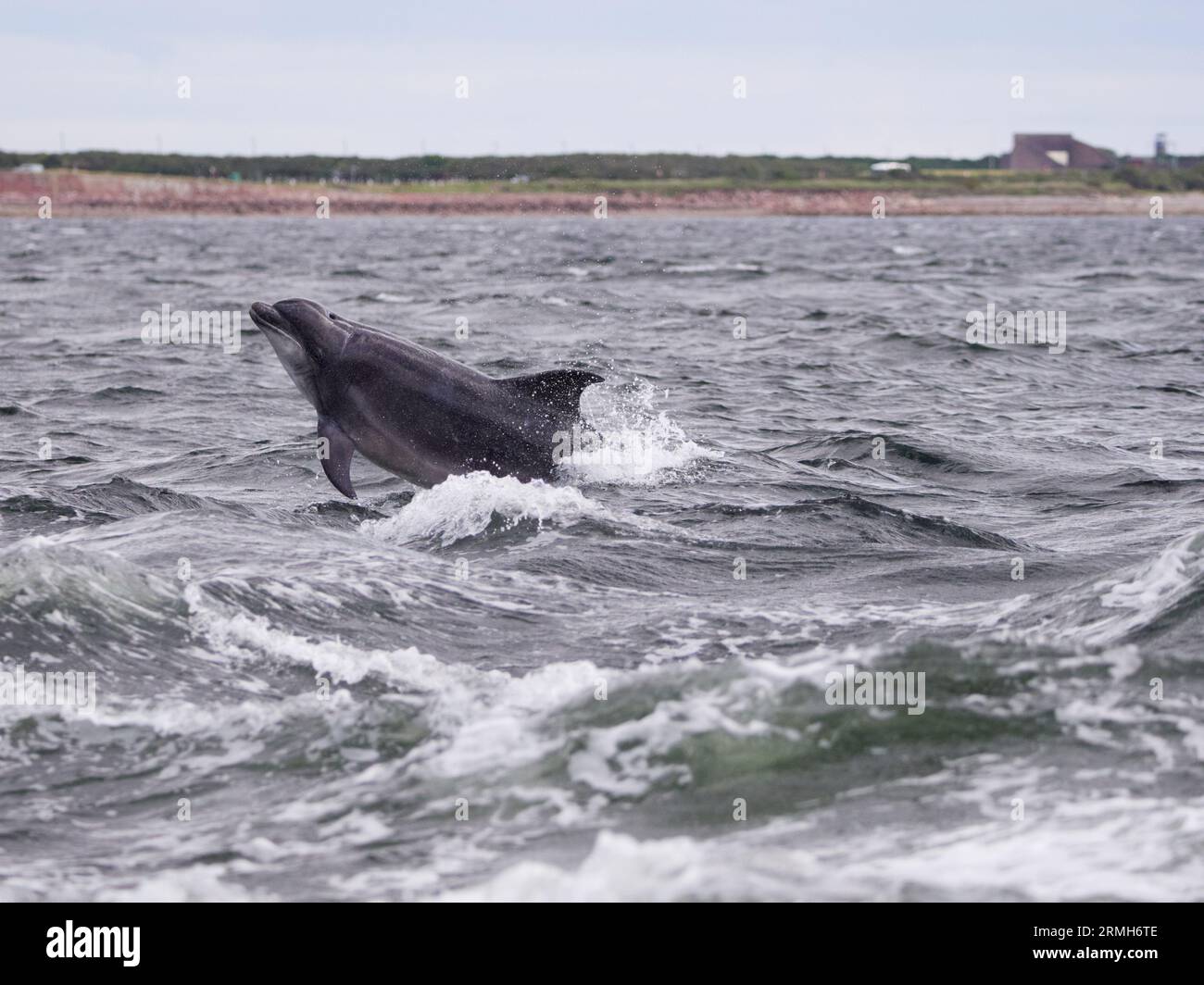 Bottlenose dolphin (Tursiops truncatus) breaching, jumping, leaping in ...