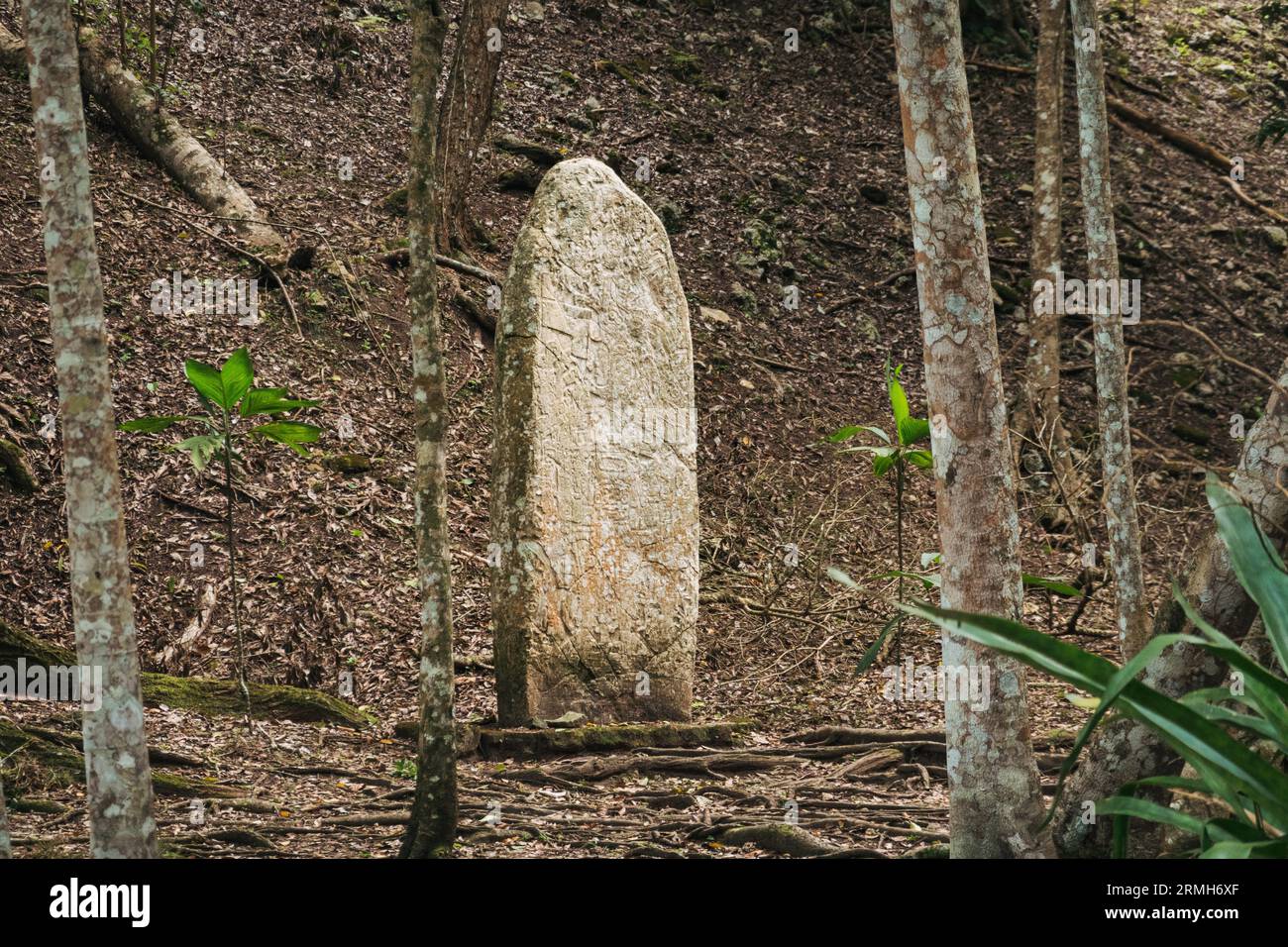 Caracol belice hi-res stock photography and images - Alamy