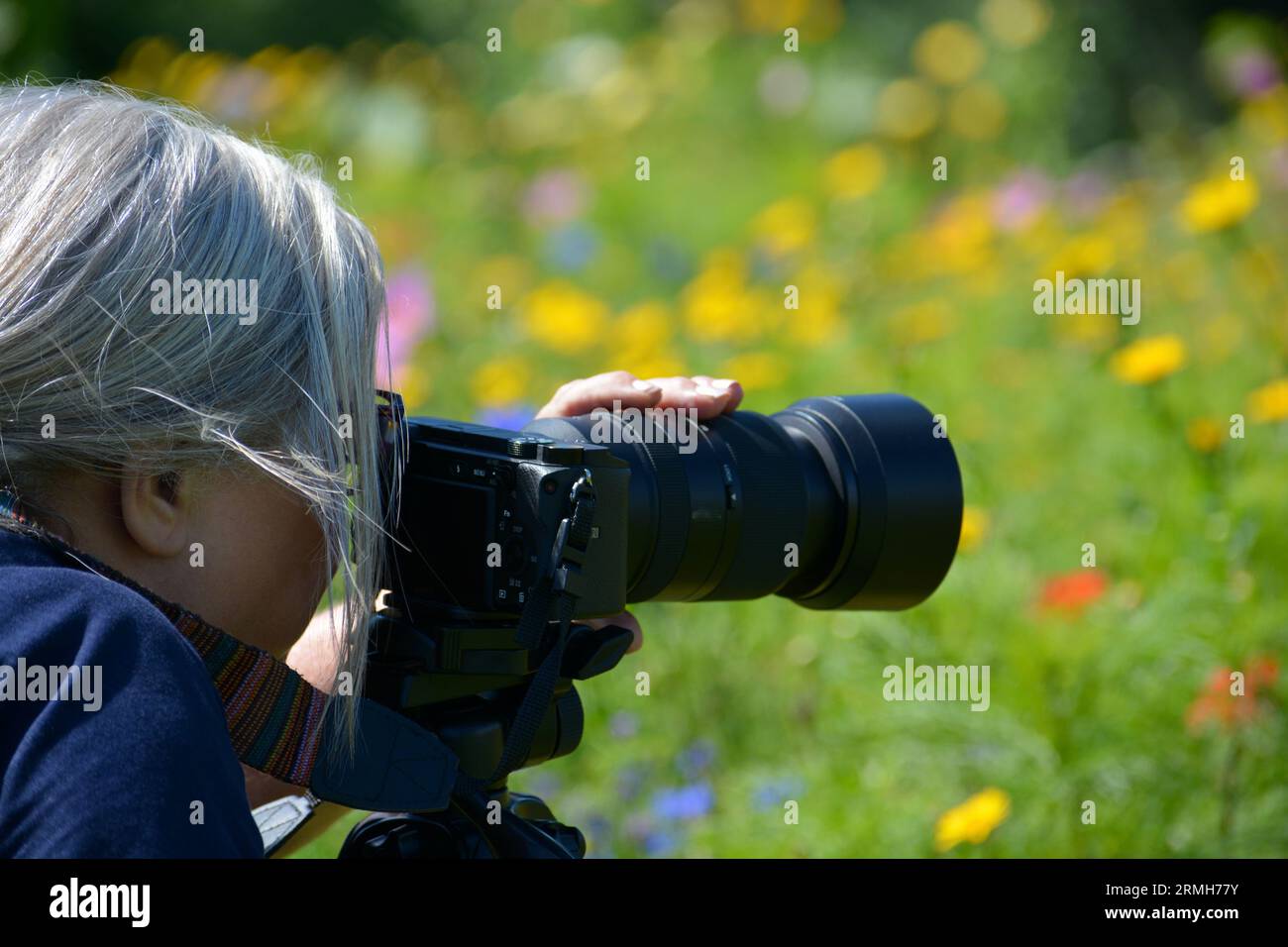 Senior female on photography shoot in field of wild flowers using a ...