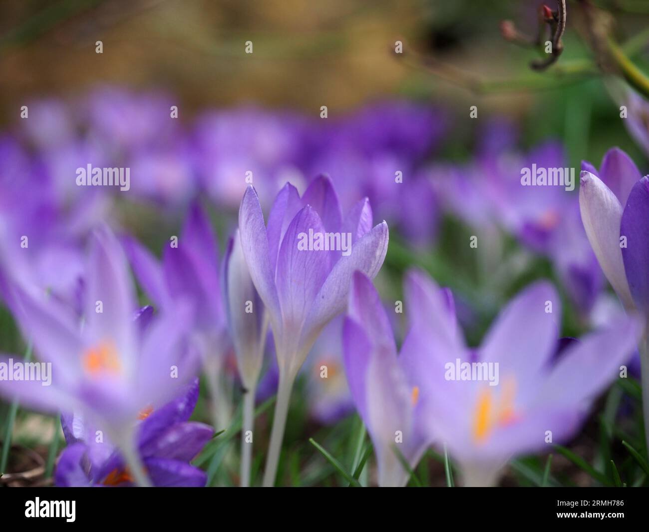 Purple crocus vernus flowering at Upton House, Warwickshire, UK Stock ...