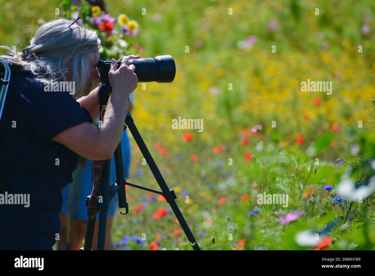 Senior female on photography shoot in field of wild flowers using a ...
