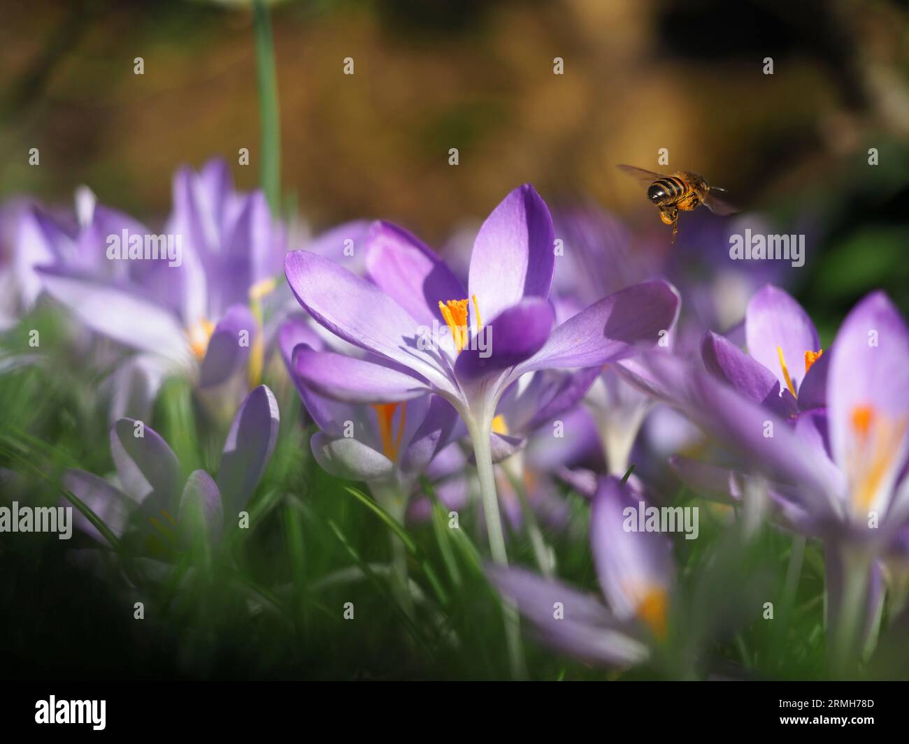 Purple crocus vernus flowering at Upton House, Warwickshire, UK Stock ...