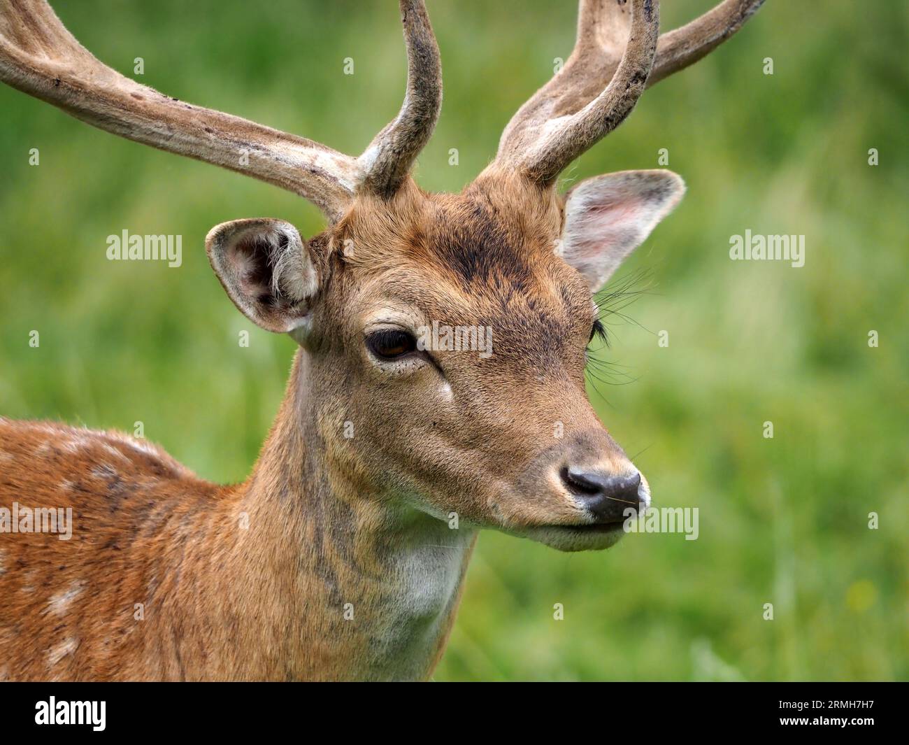 Fallow deer close up hi-res stock photography and images - Alamy