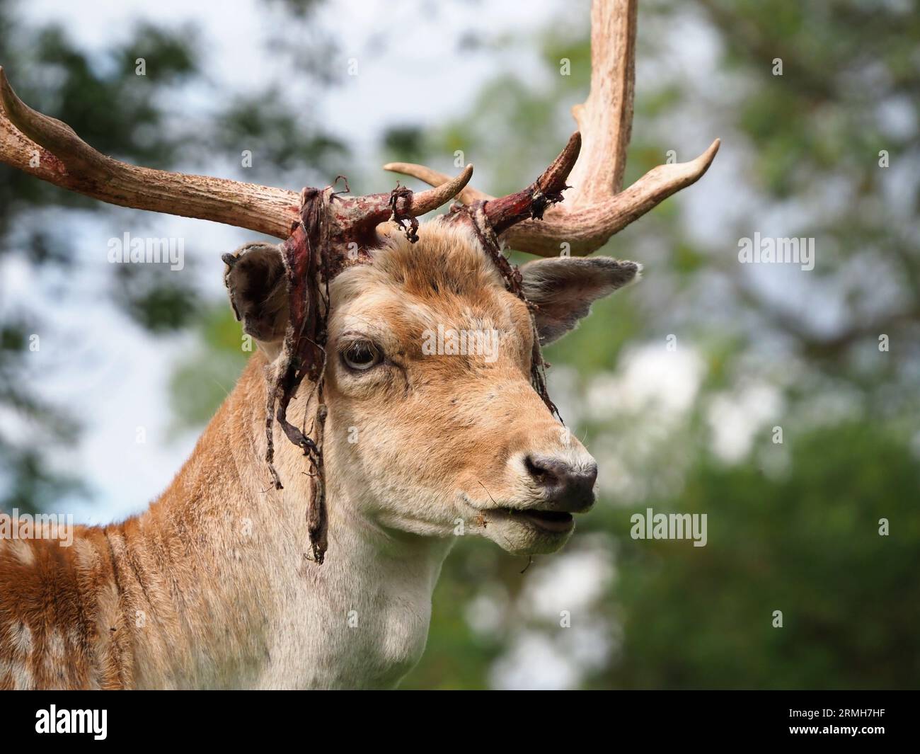Shedding velvet hi-res stock photography and images - Alamy