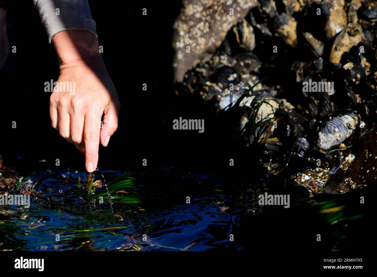 A camp attendee dips their hand into a tide pool at Salt Creek during ...