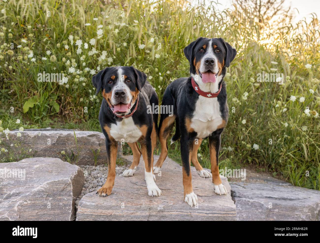 Two Greater Swiss Mountain dogs stand on some stone boulders with ...
