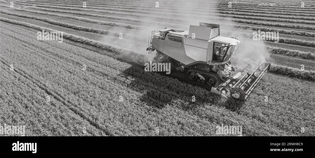 Harvest a golden wheat field, dust clouds. Aerial shot. Harvester fill ...