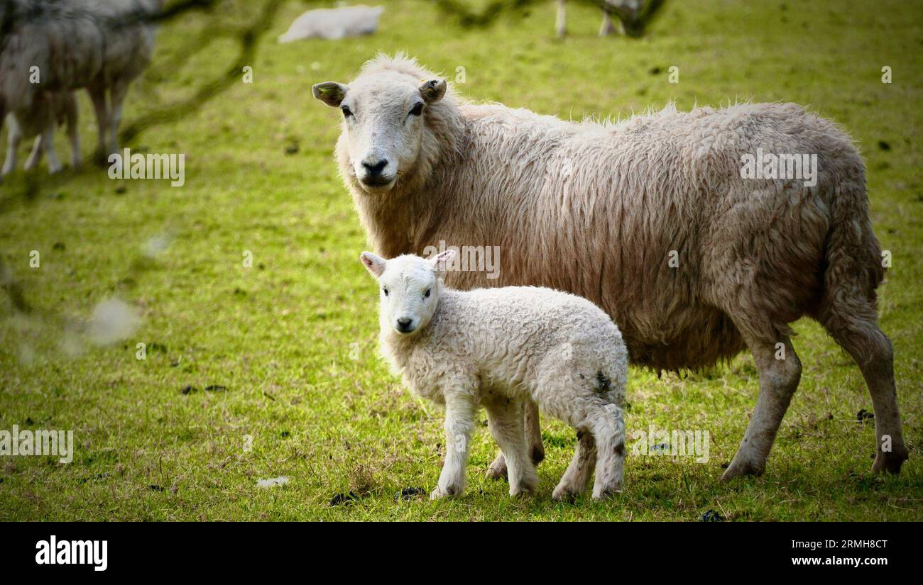 Welsh lambs in the Brecon Beacons, Wales. A springtime countryside ...