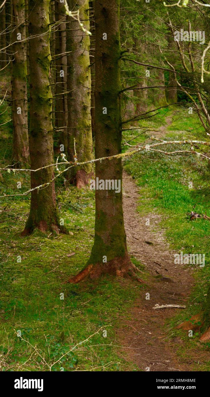 Taf fechin forest hi-res stock photography and images - Alamy