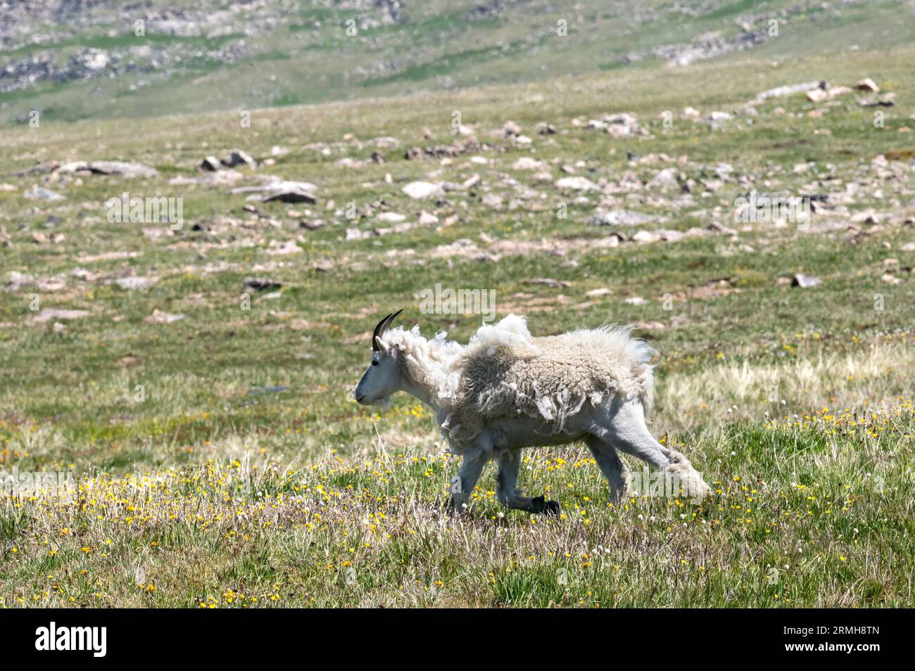 Shedding goat hi-res stock photography and images - Alamy