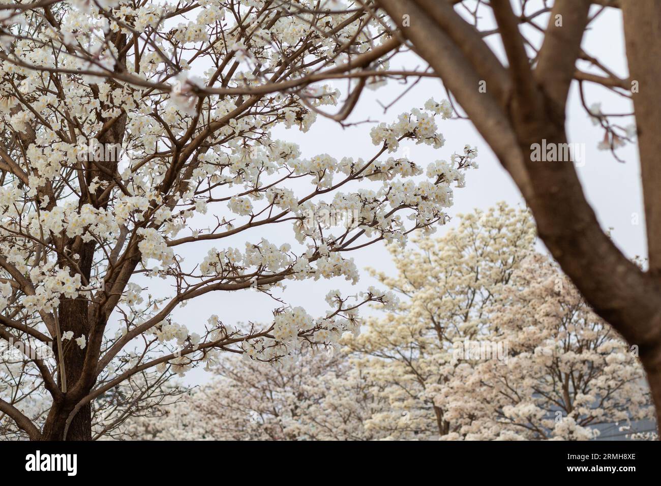 Cold season in brazil hi-res stock photography and images - Alamy