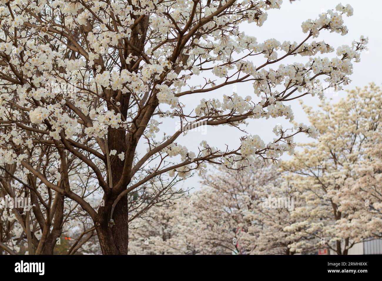Cold season in brazil hi-res stock photography and images - Alamy