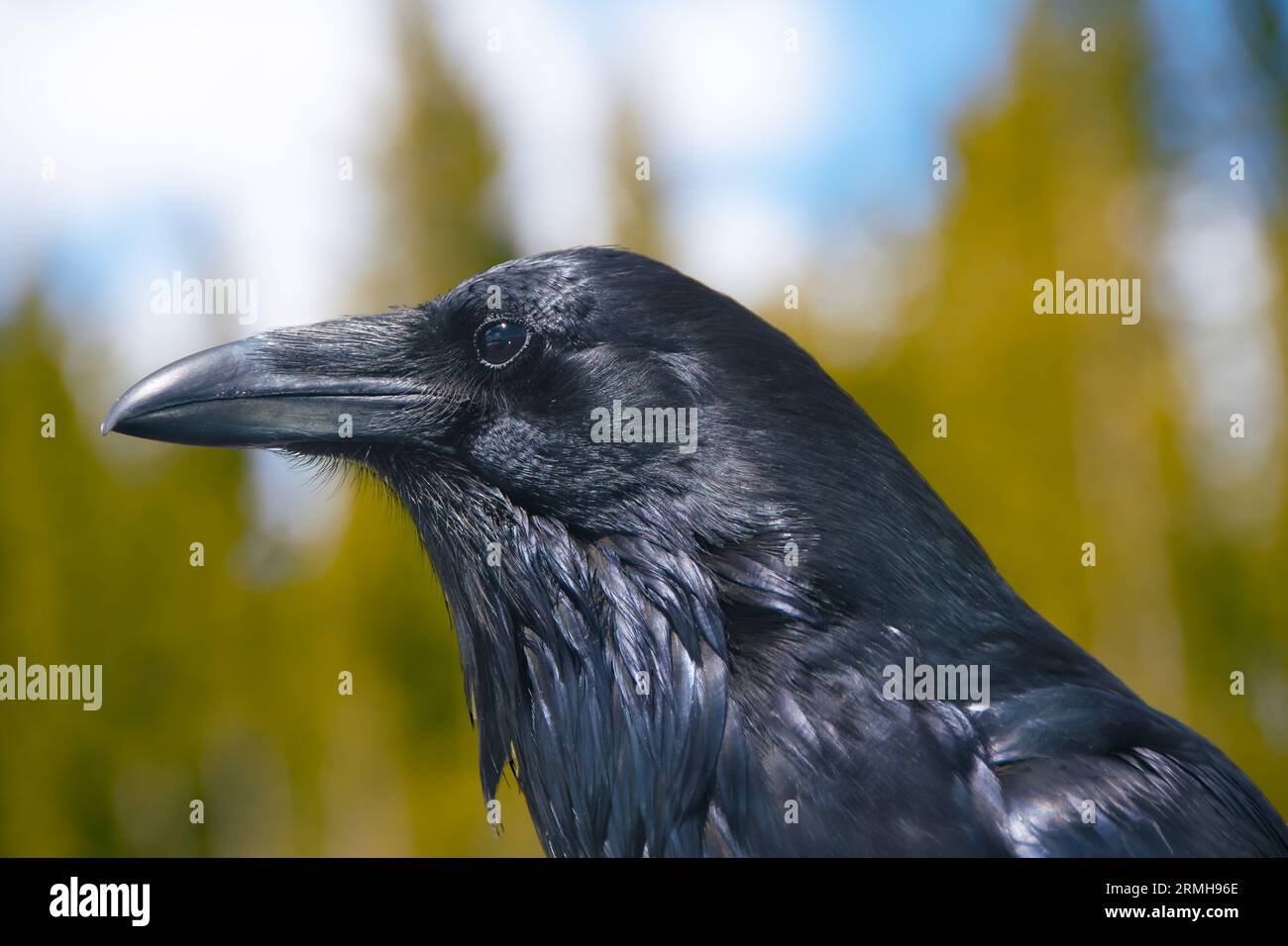 Profile of a Raven Stock Photo - Alamy