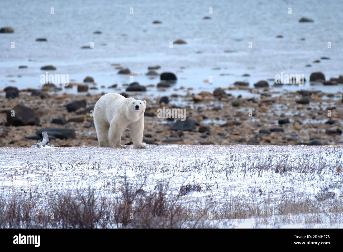Polar Bear in the snow Stock Photo - Alamy