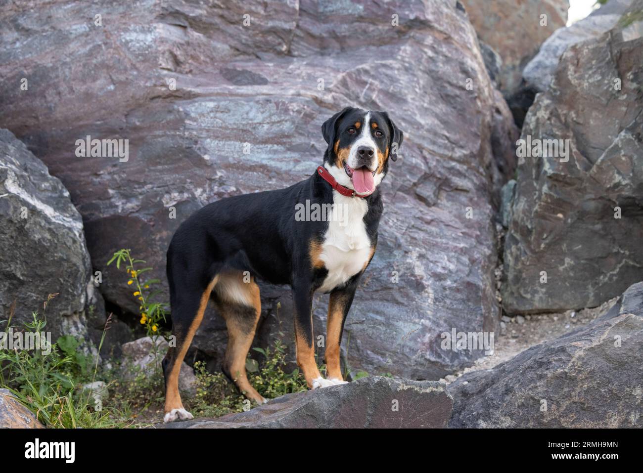 A happy Greater Swiss Mountain dog in her element Stock Photo - Alamy