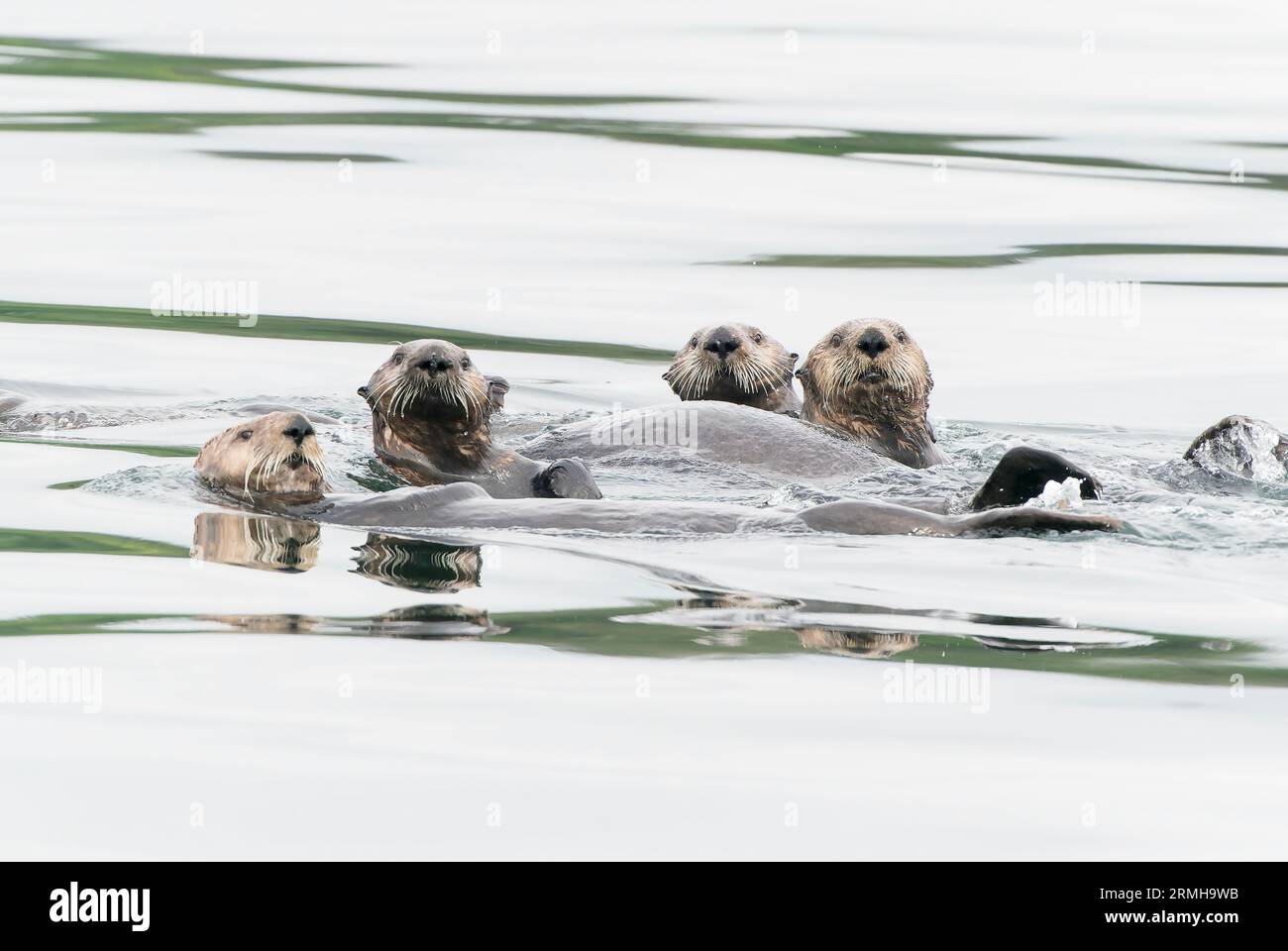 Sea Otter, Enhydra lutris, close-up of a group of animals swimming in ...