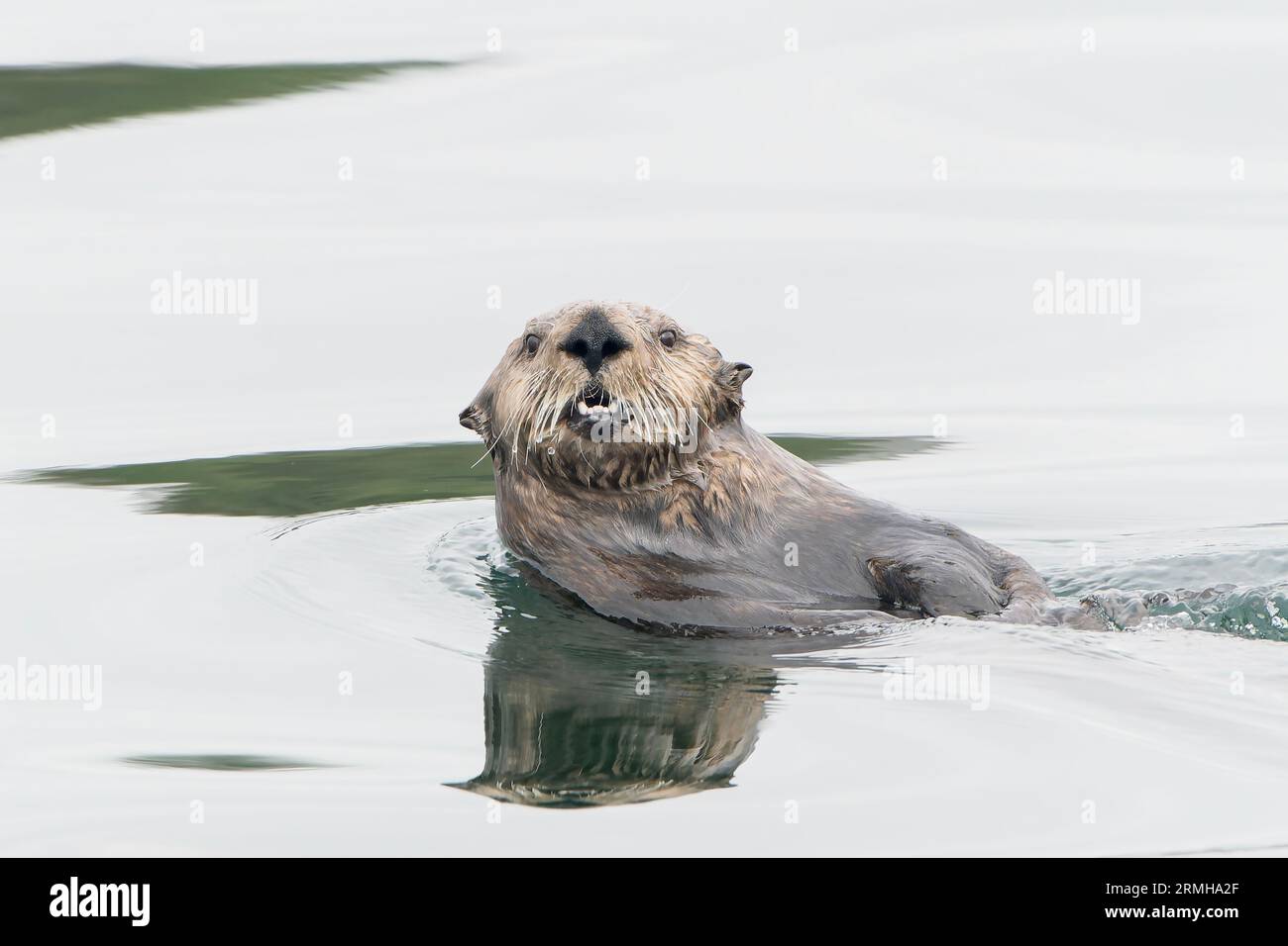 Sea Otter, Enhydra lutris, close-up of single animal swimming in sea ...