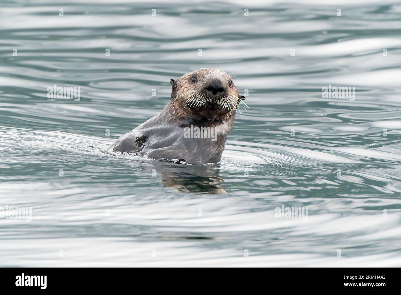 Sea Otter, Enhydra lutris, close-up of single animal swimming in sea ...