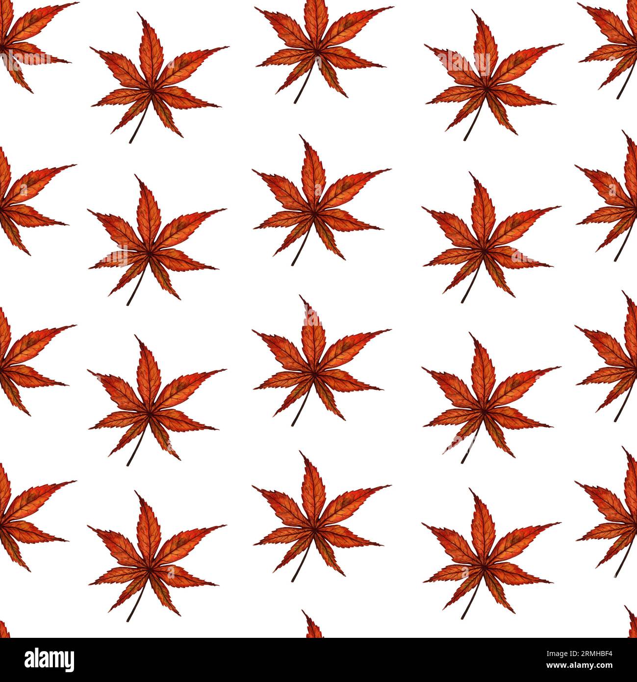 Seamless pattern with japanese maple autumn leaves isolated on white background, hand drawn ...