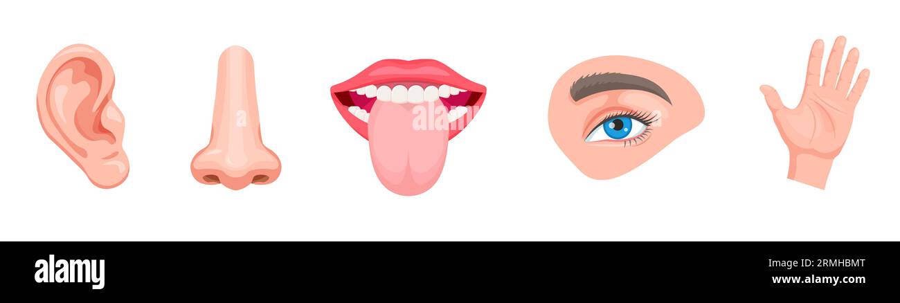 Set of cartoon sensory organs. Smell of nose, eye sight, ears, touch of ...