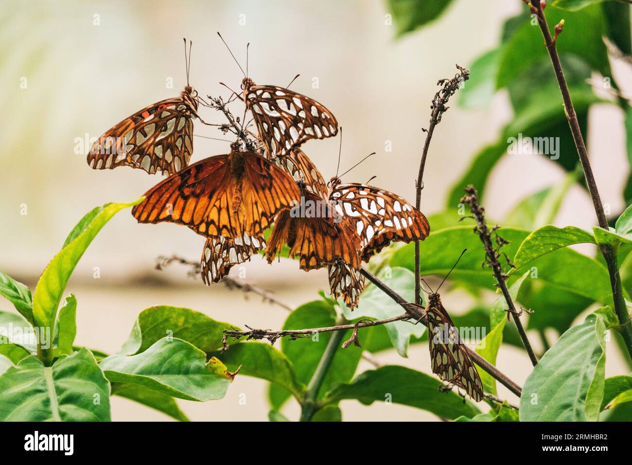 Gulf fritillary or passion butterflies on a branch at a sanctuary at ...