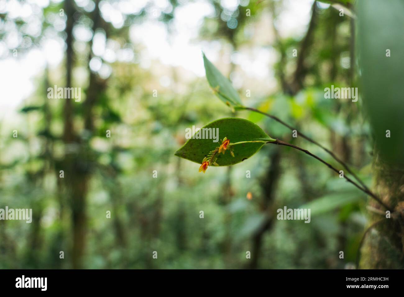 small orange flowers of a Lepanthes micro orchid at Orquigonia Orchid ...