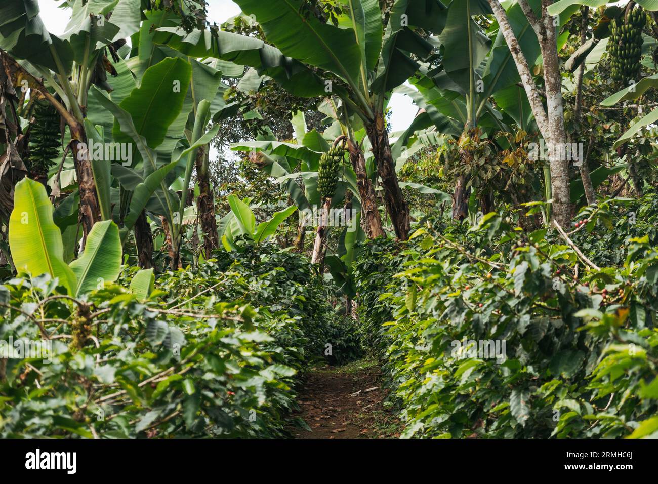 Trees provide shade and shelter hi-res stock photography and images - Alamy