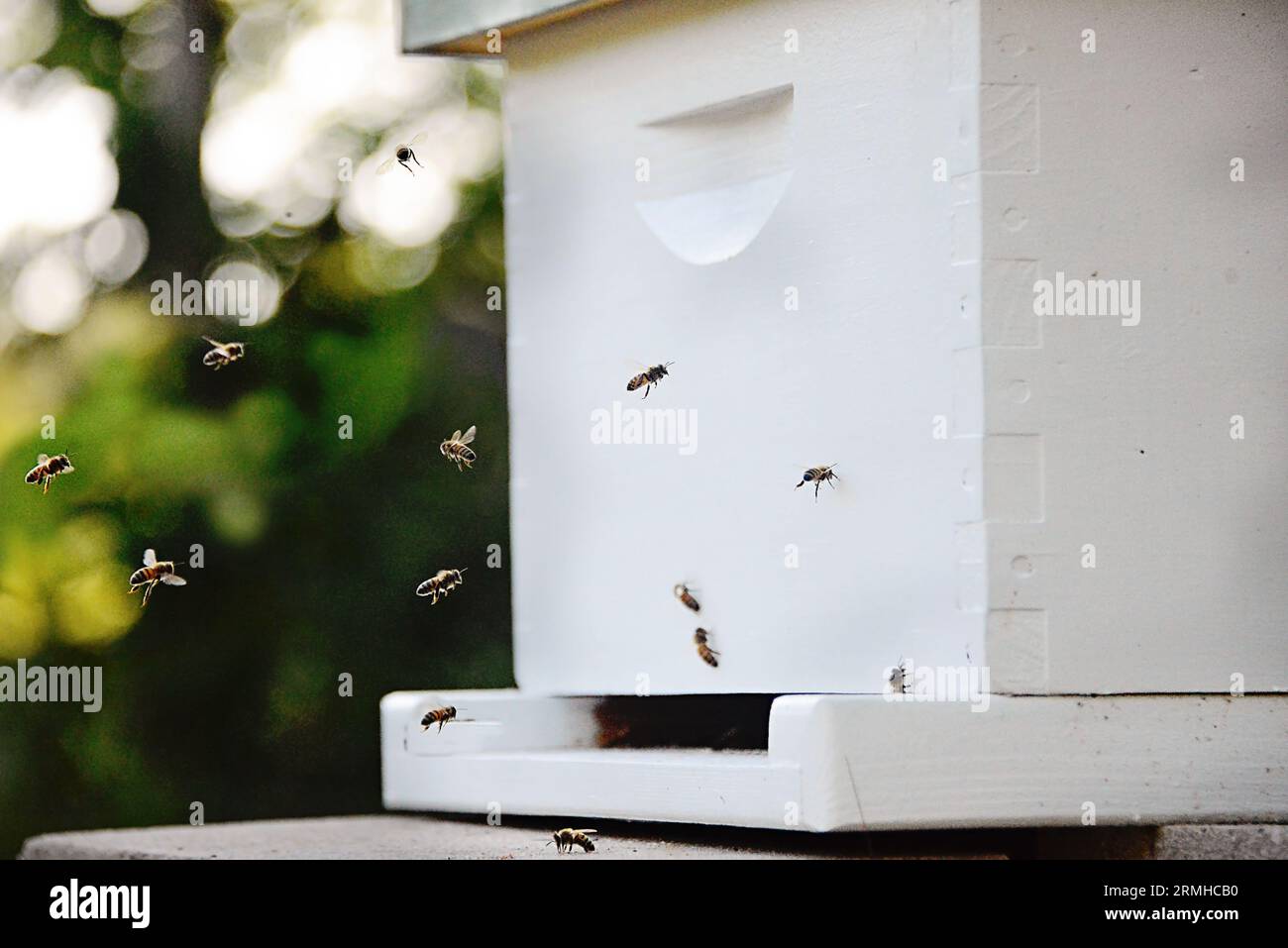 Flying honeybees entering their hive box Stock Photo - Alamy