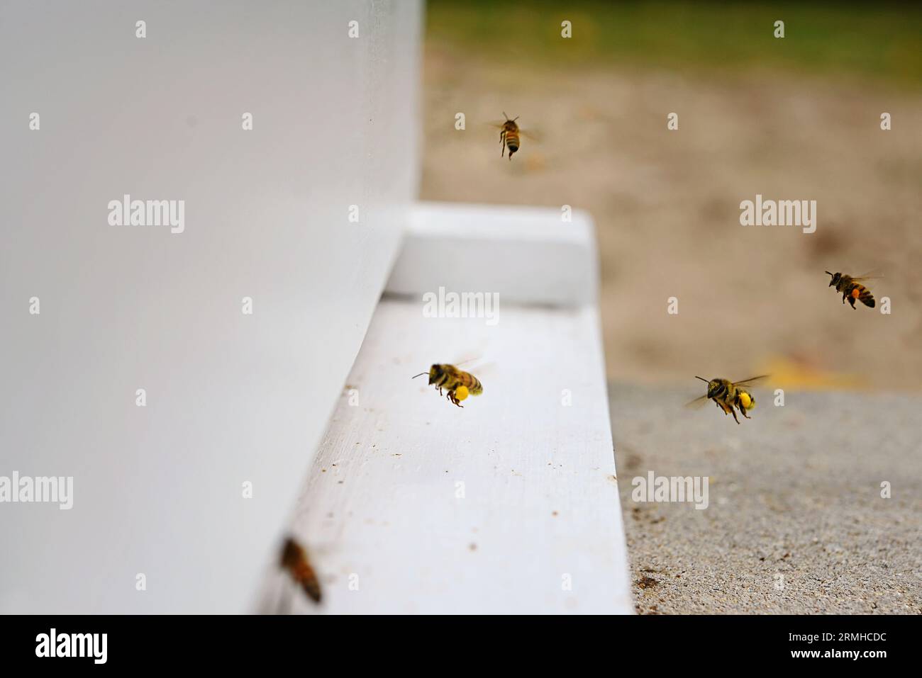 Flying honeybees entering their hive box Stock Photo - Alamy