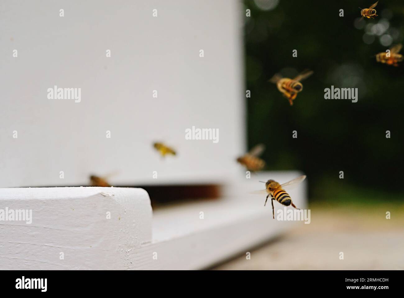 Flying honeybees entering their hive box Stock Photo - Alamy