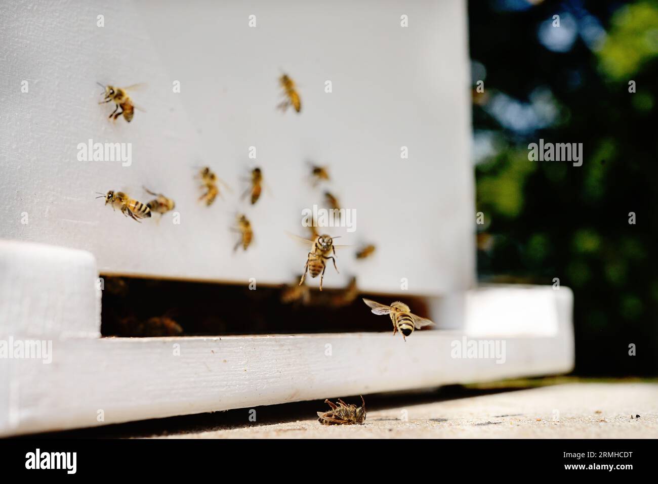 Bees entering and exiting bee box Stock Photo - Alamy