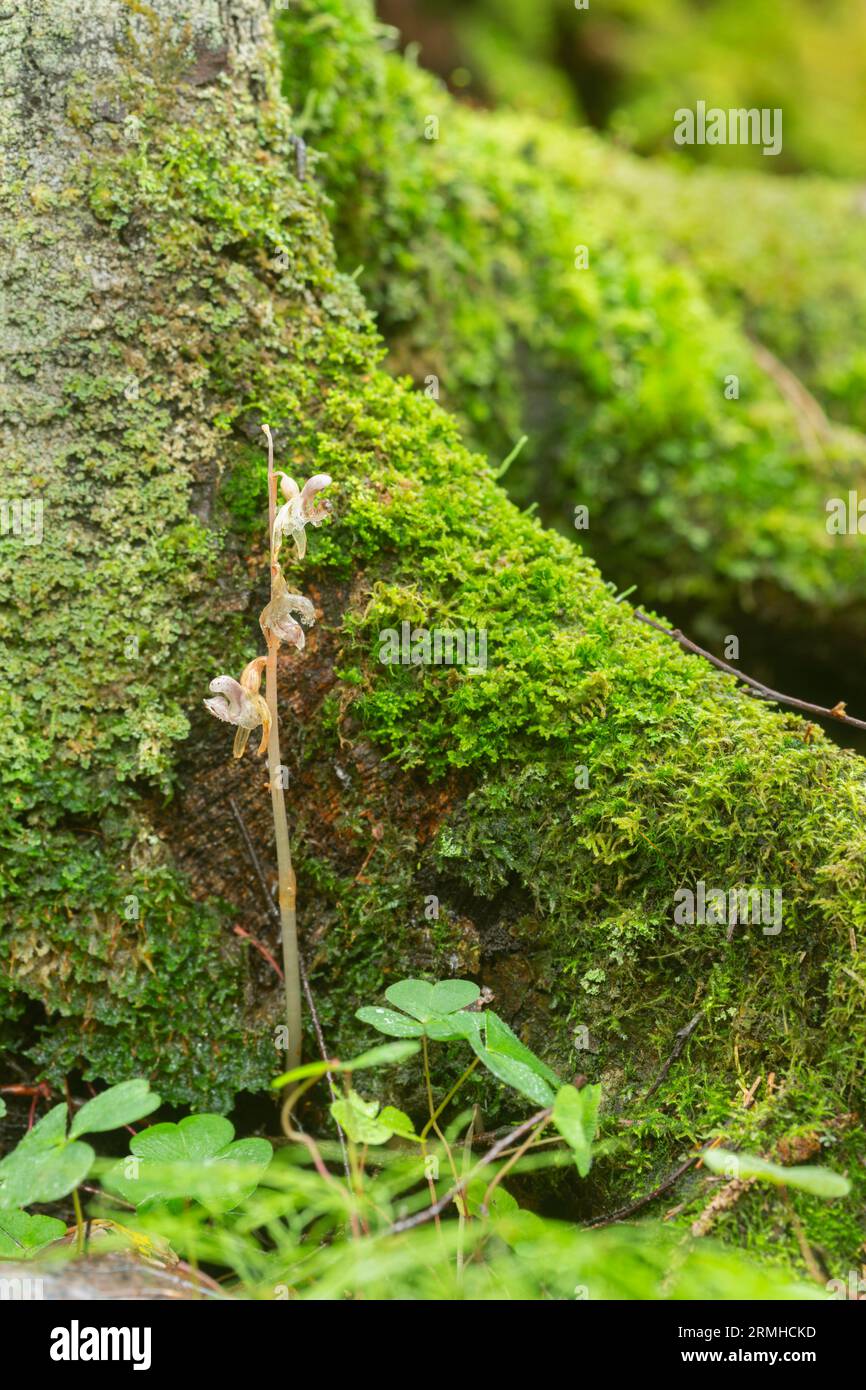Overblown ghost orchid, Epipogium aphyllum growing at the base of a ...