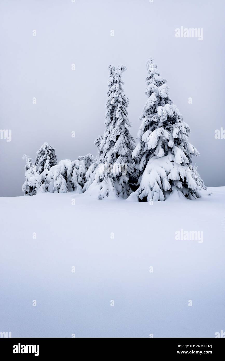 Surreal winter snowy scene fence hi-res stock photography and images ...
