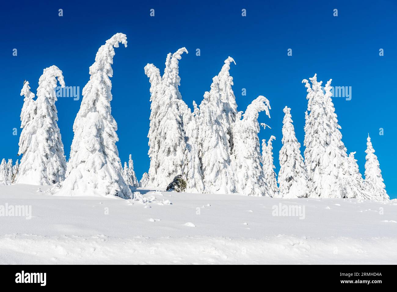 Surreal winter snowy scene fence hi-res stock photography and images ...