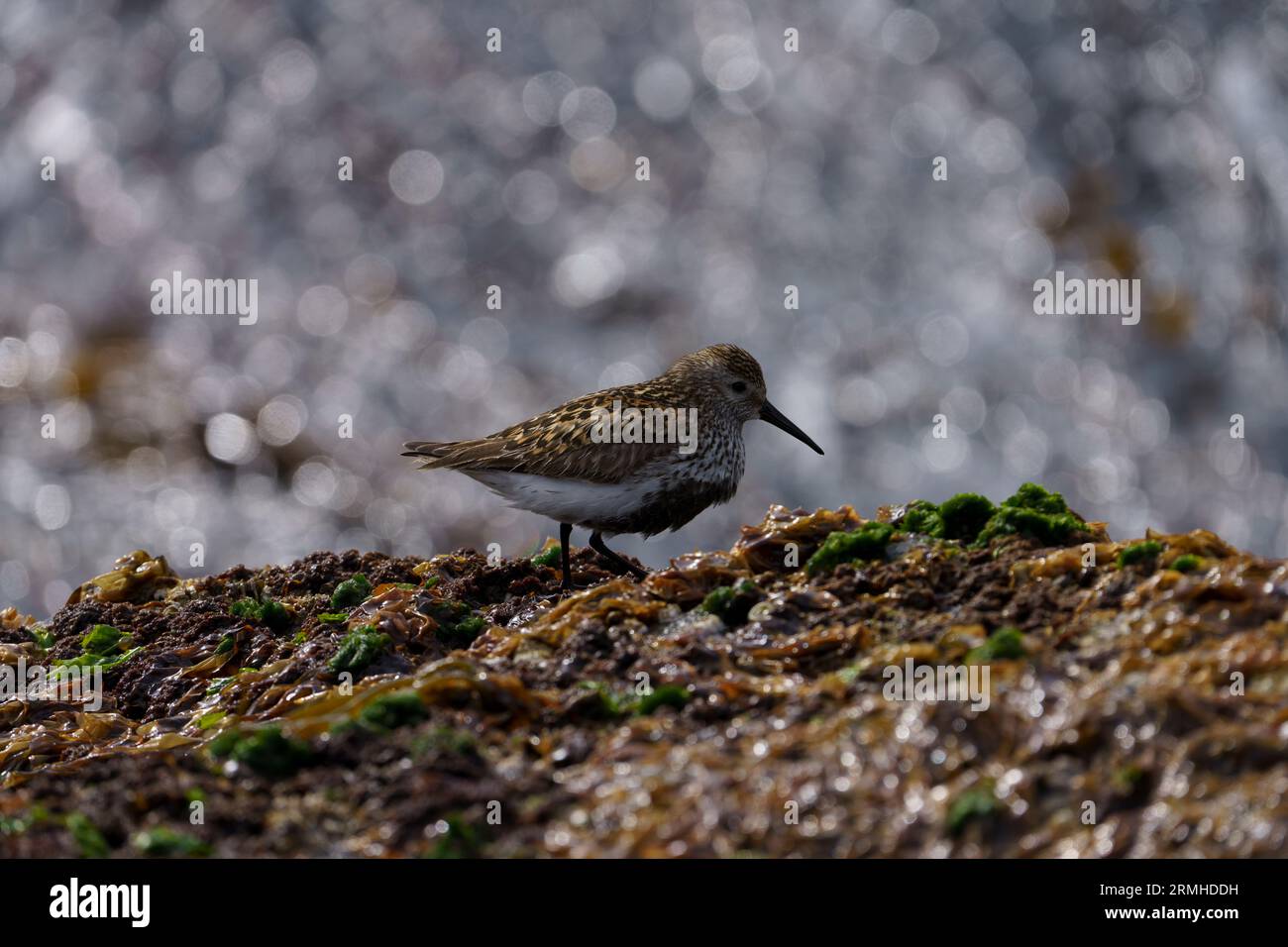 Iceland ornitology hi-res stock photography and images - Alamy