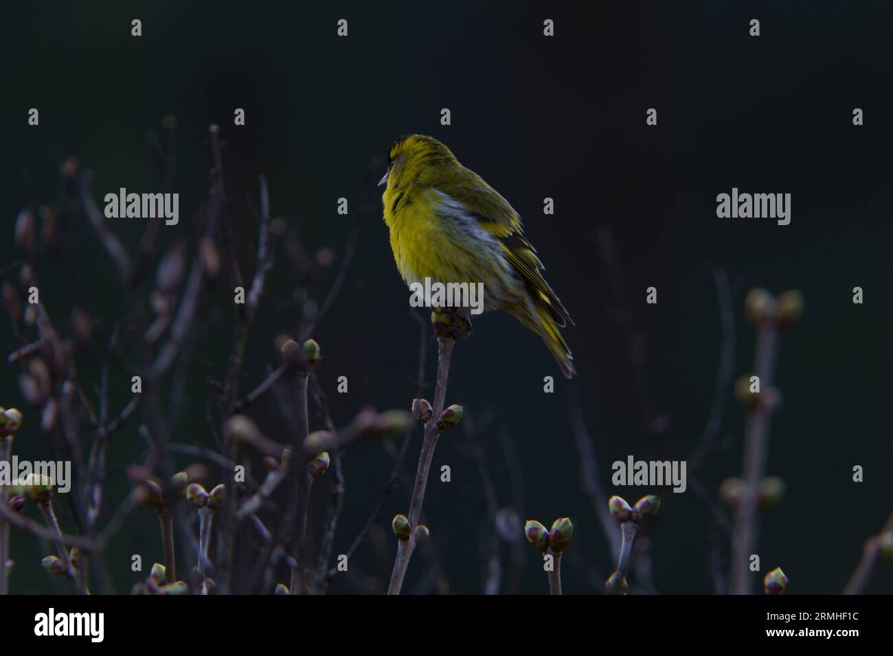 Spinus spinus Eurasian Siskin wold nature bird photography, picture ...
