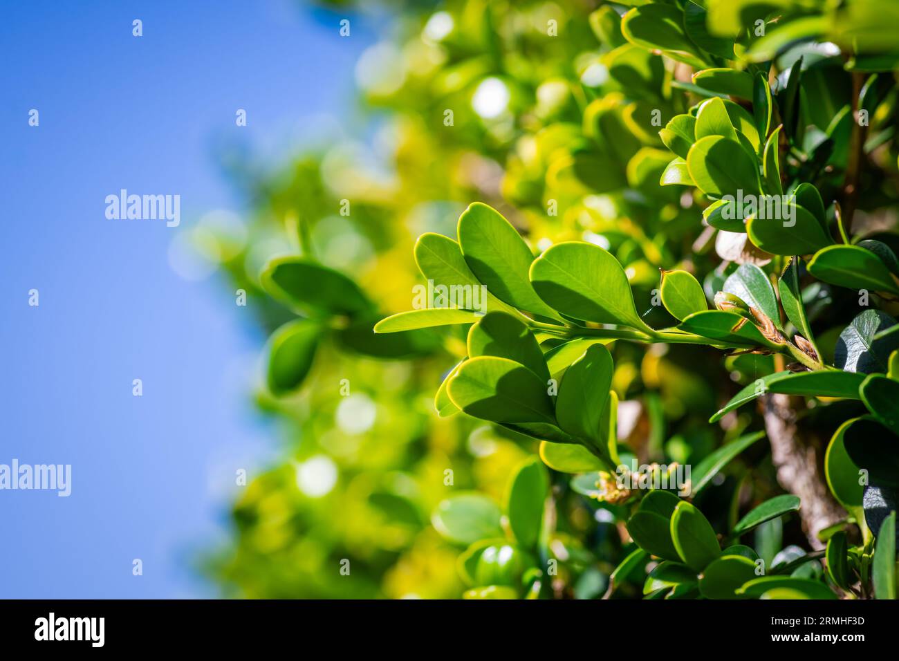 Small green bush branches hi-res stock photography and images - Alamy