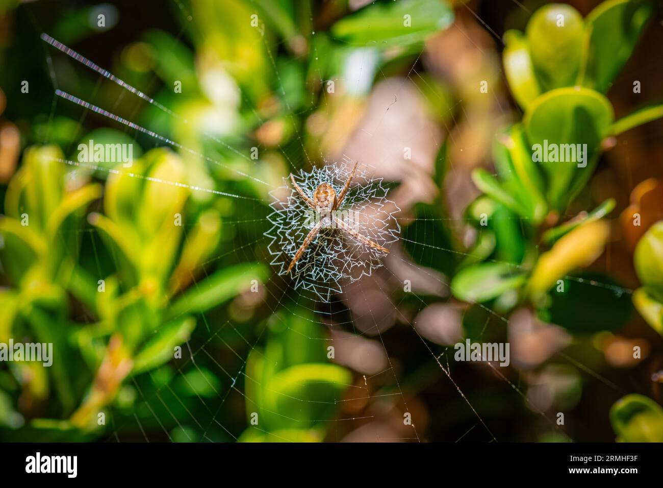 Australian green spider sitting hi-res stock photography and images - Alamy