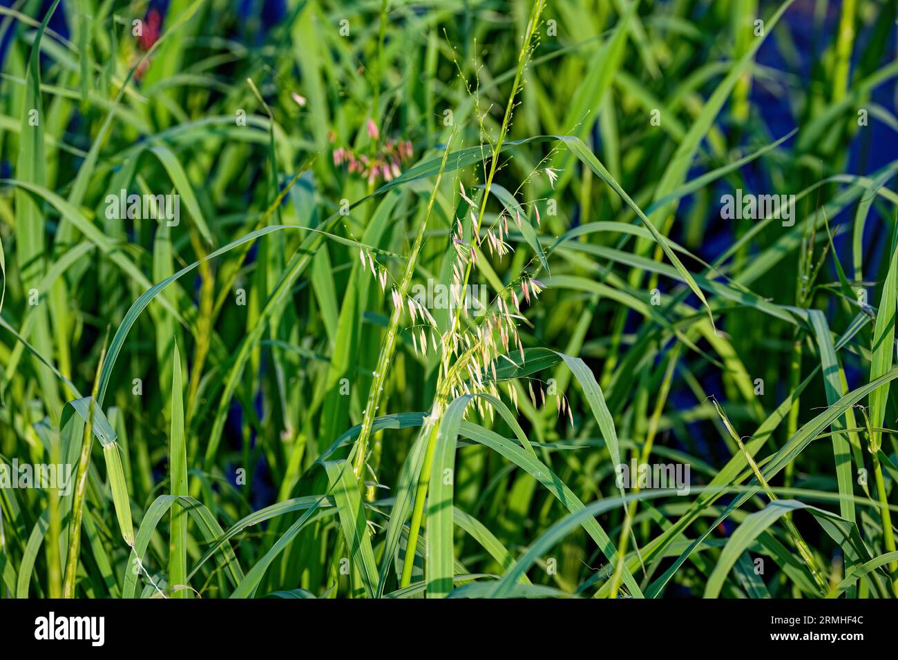 Native american wild rice harvest hi-res stock photography and images ...