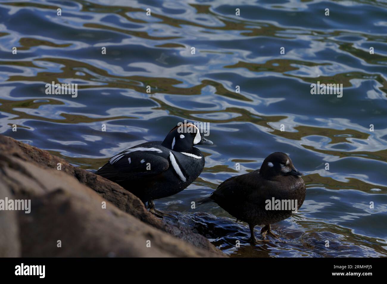 Histrionicus histrionicus Family Anatidae Genus Histrionicus Harlequin ...