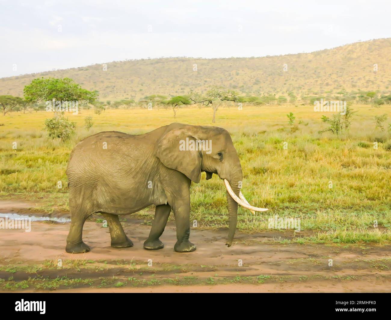 Elephant on the Move, Serengeti National Park, Tanzania, East Africa ...