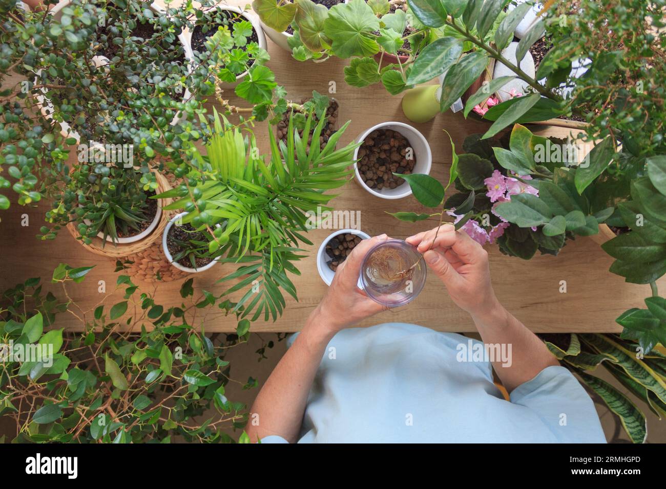 Transplantation of a small shoot of ficus, a young plant in the hands ...