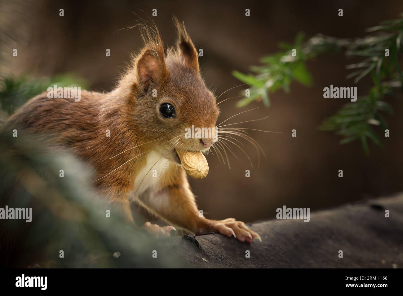a squirrel with a peanut in its mouth sitting hidden in a tree Stock ...