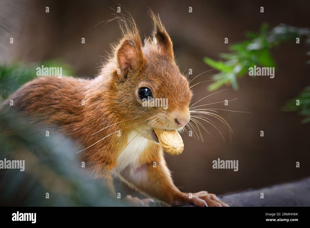a squirrel with a peanut in its mouth sitting hidden in a tree Stock ...