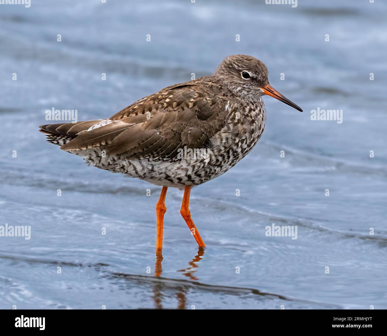 Redshank wetland bird hi-res stock photography and images - Alamy