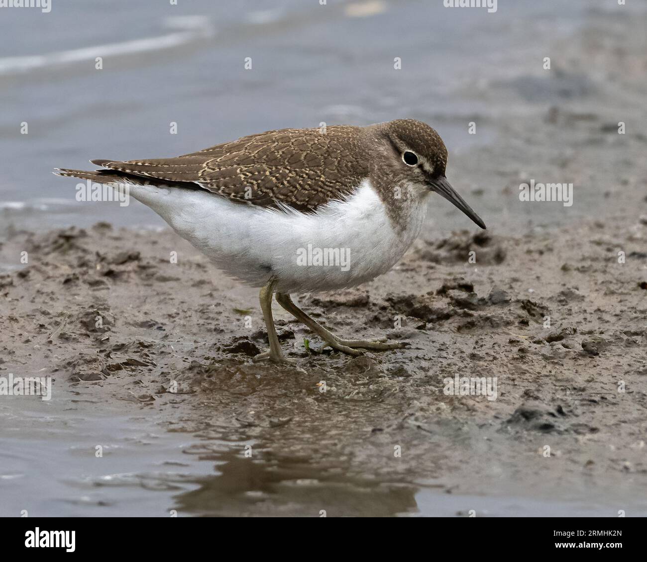 Distinctive wader hi-res stock photography and images - Alamy