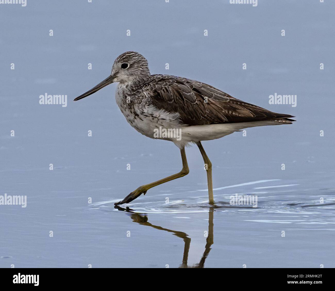 Slightly up turned bill hi-res stock photography and images - Alamy